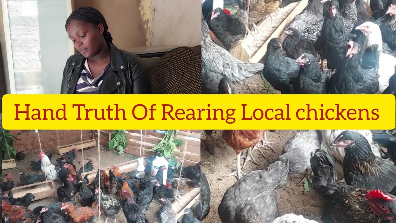 Relocating, You NEED income. Hard Truth Rearing Local Chicken as a ...