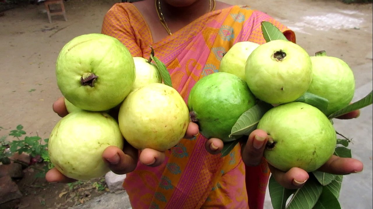 Farm Fresh GUAVA in My Village | Making GUAVA JUICE | VILLAGE FOOD ...