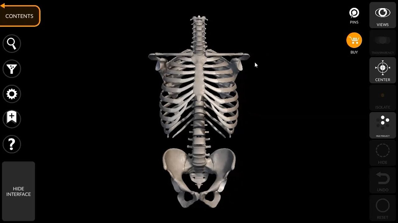 Rib cage 3D - شرح بالعربي - YouTube