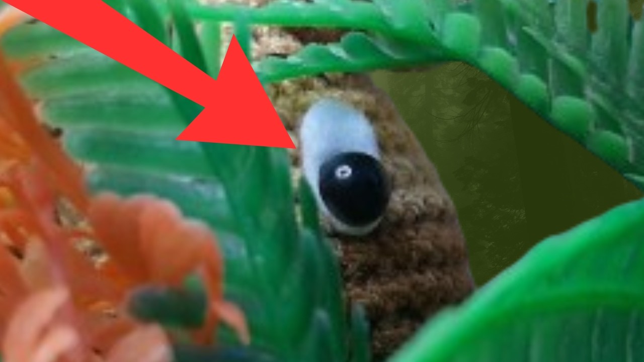 A Stop motion Animation : the Healing Frog - YouTube