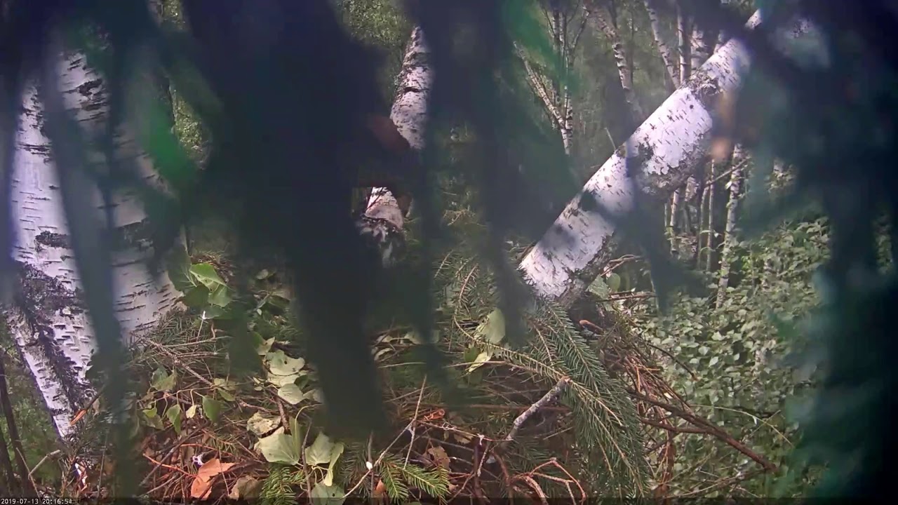 July 13 / 20:15 / LSE nest in Estonia / Magnus & Maia - YouTube