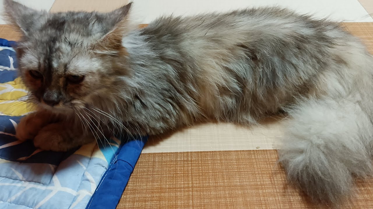 My cat sue feel relaxing - YouTube