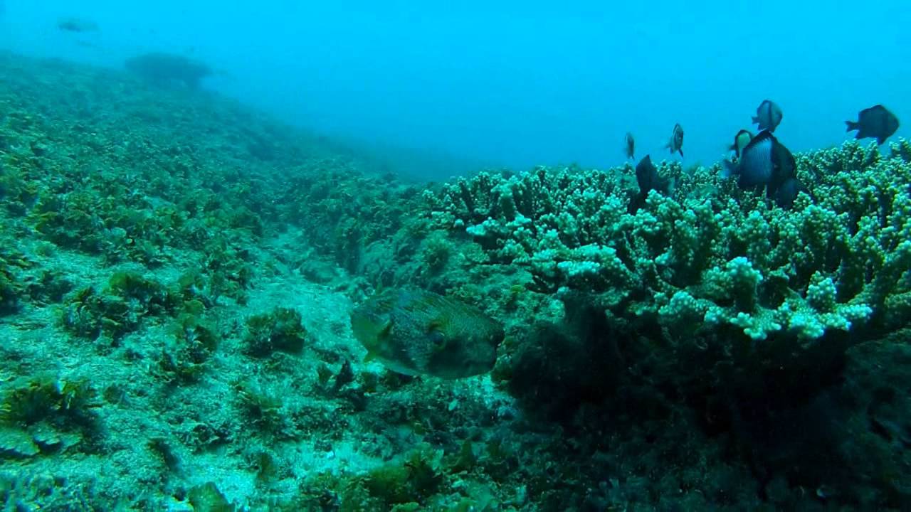 Scuba diving at Shag rock, Moreton Bay - YouTube