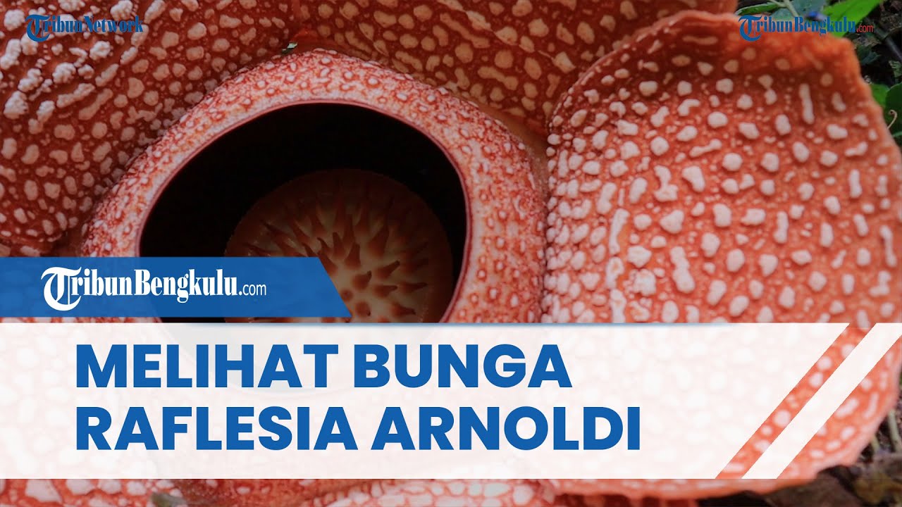 Bikin Mind Blowing, Melihat dari Dekat Bunga Raflesia Arnoldi Mekar ...