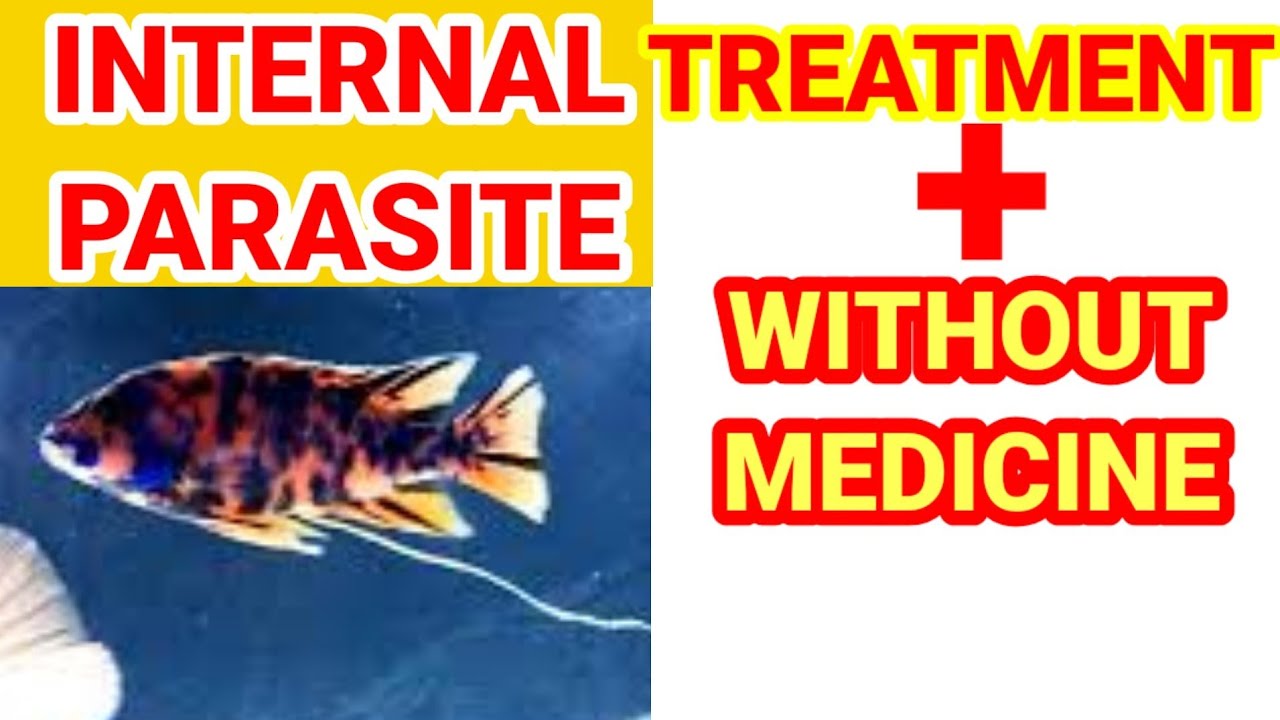 lnternal Parasite in Fish/Fishes White Poop Treatment/ Internal ...