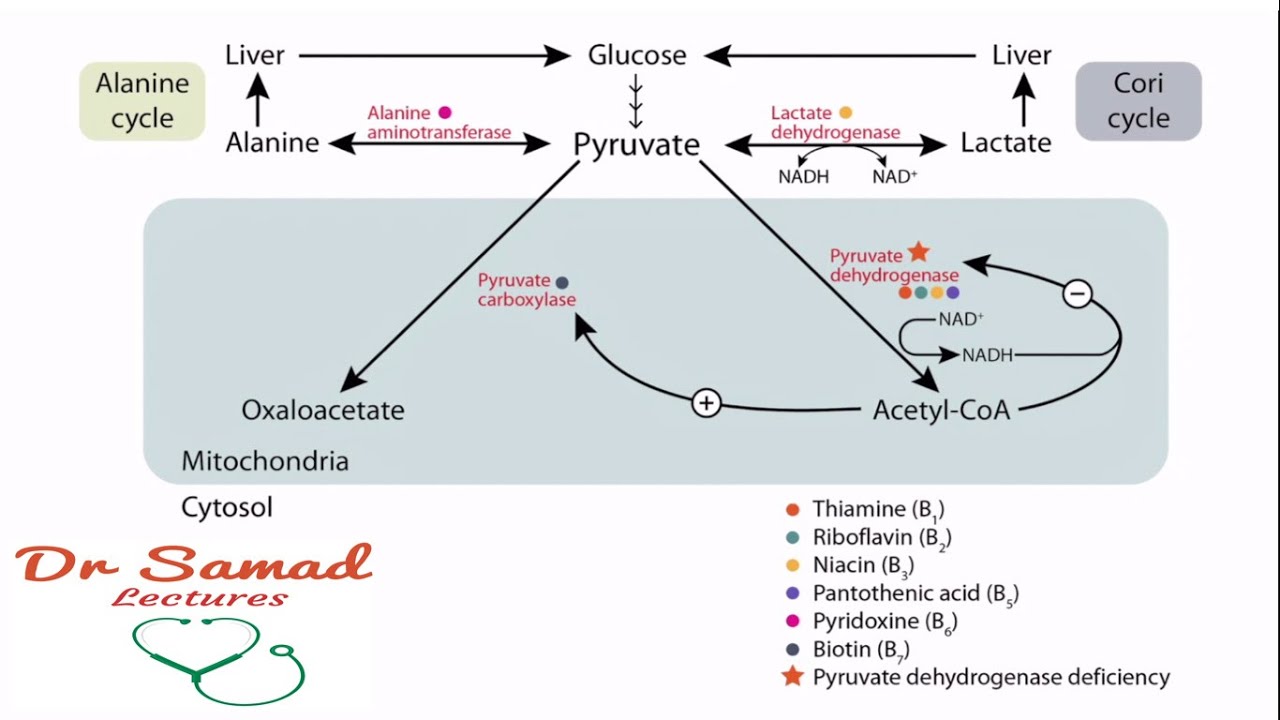 PYRUVATE METABOLISM IN SIMPLE WORDS - YouTube