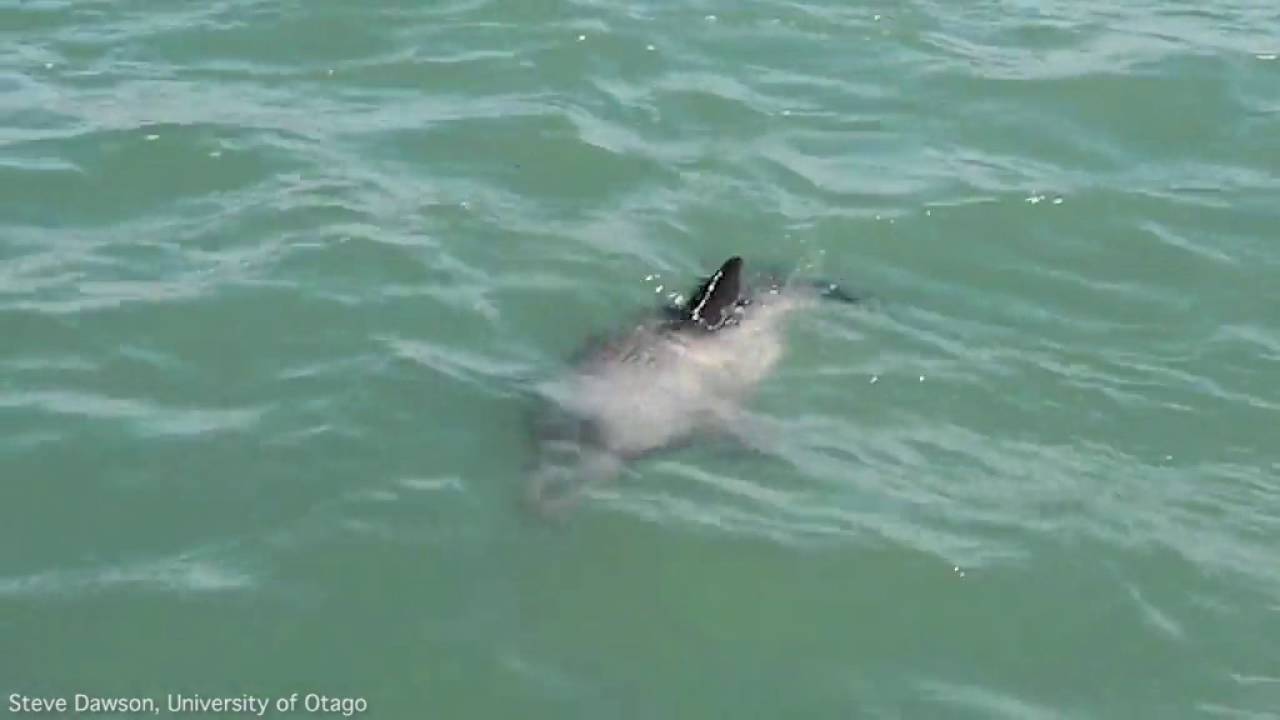 Never before seen behaviour: Dolphin breathes through its mouth - YouTube