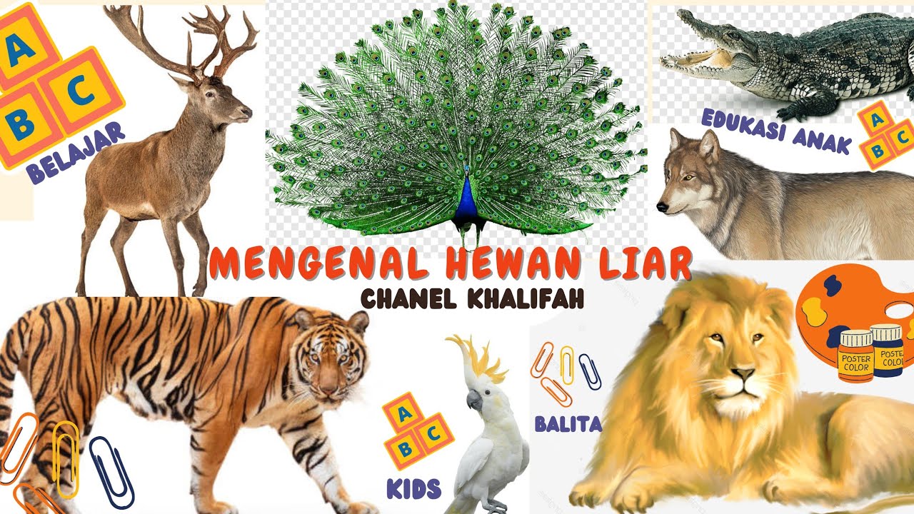 BELAJAR MENGENAL NAMA HEWAN | MENGENAL HEWAN LIAR Bersama Sasa ...