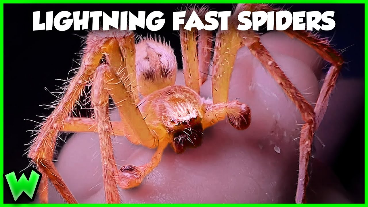 What It's Like to Hold a GIANT Crab Spider - YouTube
