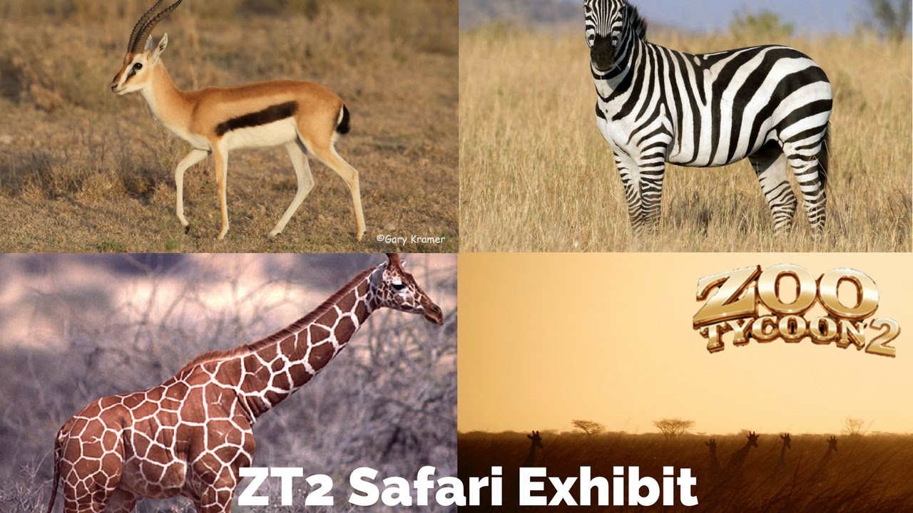 ZT2- Mixed Species Safari exhibit- Giraffes, gazelles and zebra. - YouTube