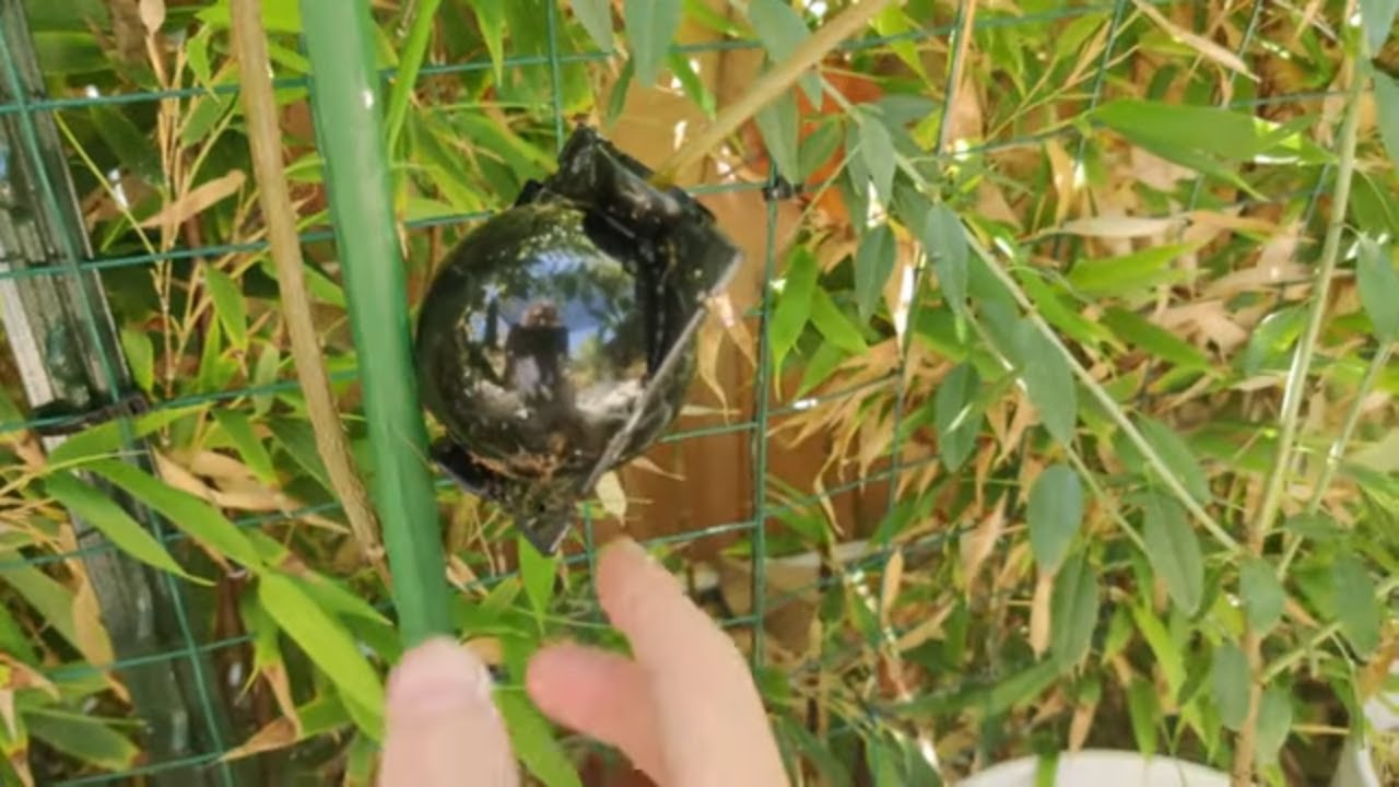 Air Layering My Pecan Tree 🌳 Cloning Trees - YouTube