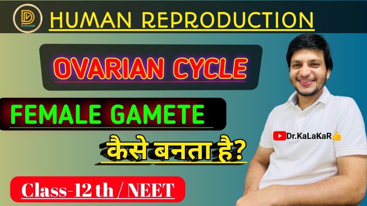 The Ovarian Cycle | Ovarian and Menstrual Cycle In Human Female ...