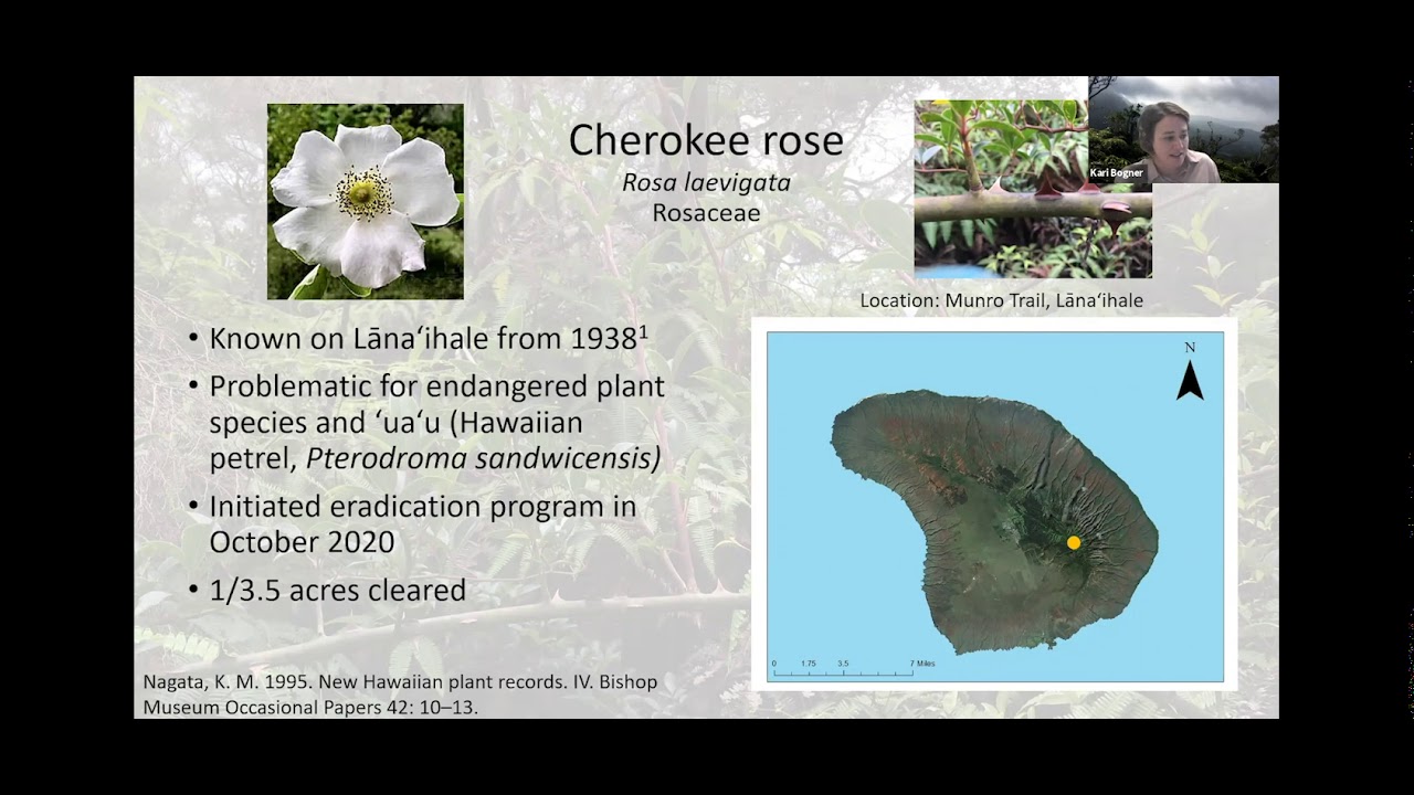 Tackling Lanai’s Prickliest Plants and Other Weed Eradication Updates ...