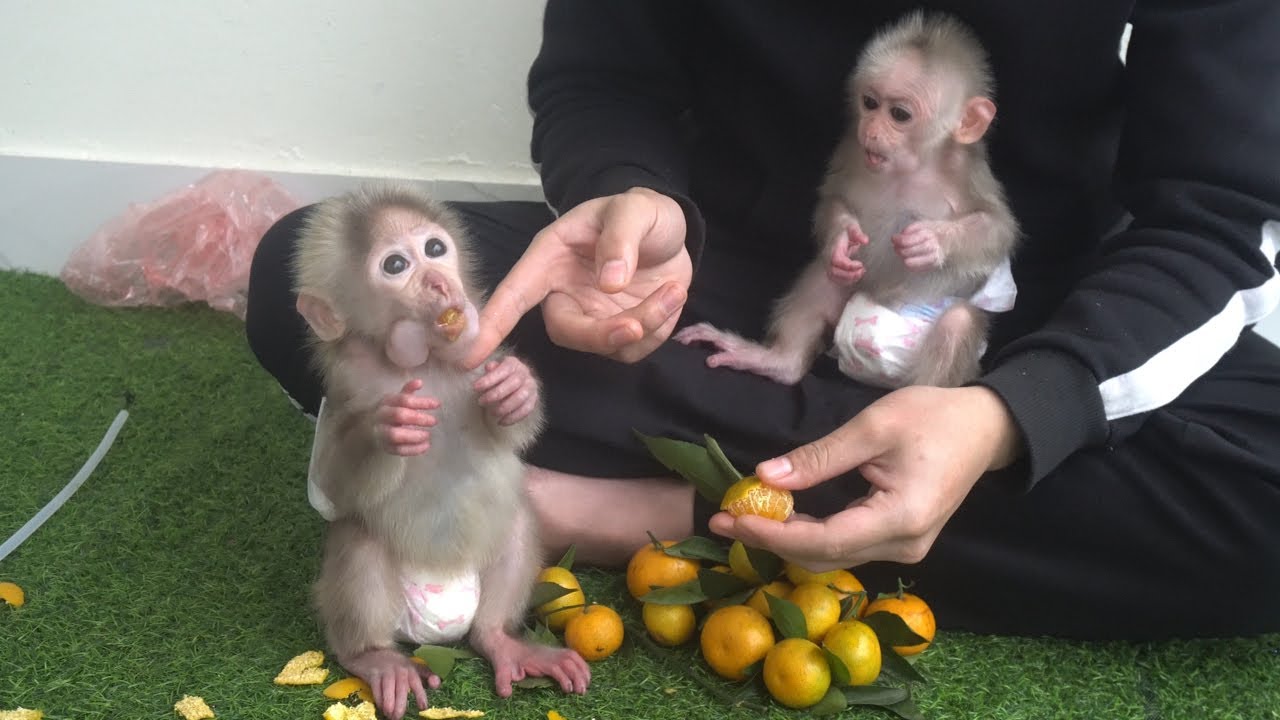 Lubu and his monkey friend were given delicious tangerines by their ...