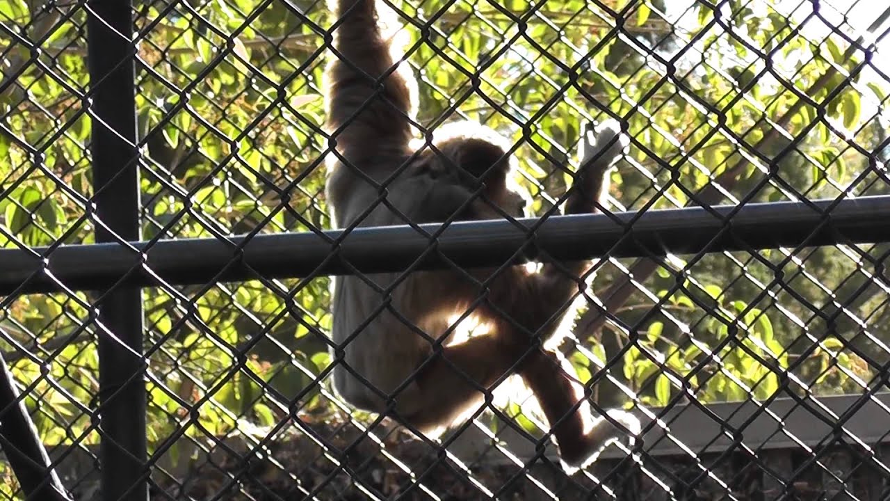 Hilarious Gibbon Vocalization Gibbons Sacramento Zoo Singing - YouTube