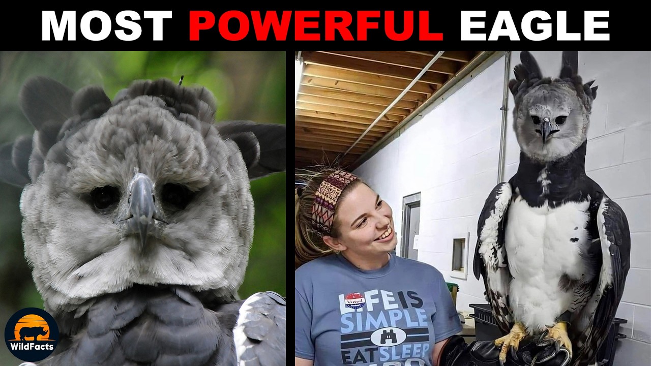 HARPY EAGLE: The Most Powerful Eagle on Earth - YouTube
