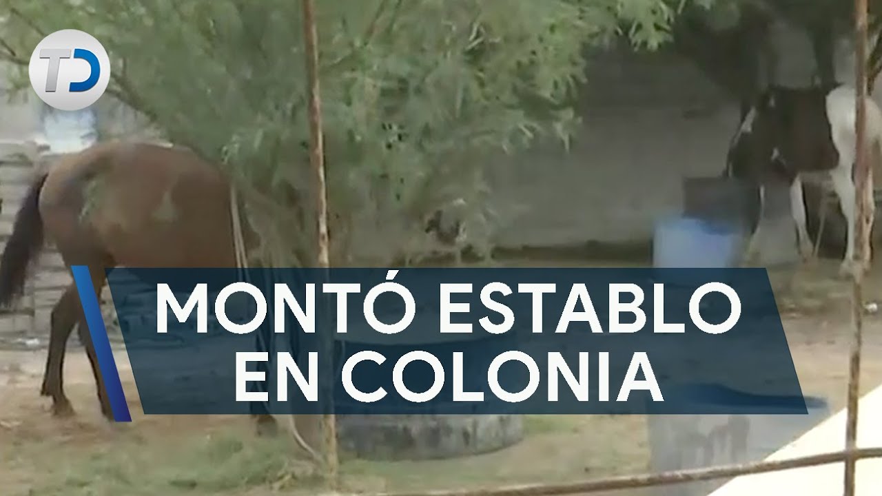 Vecino montó establo para caballos en colonia - YouTube