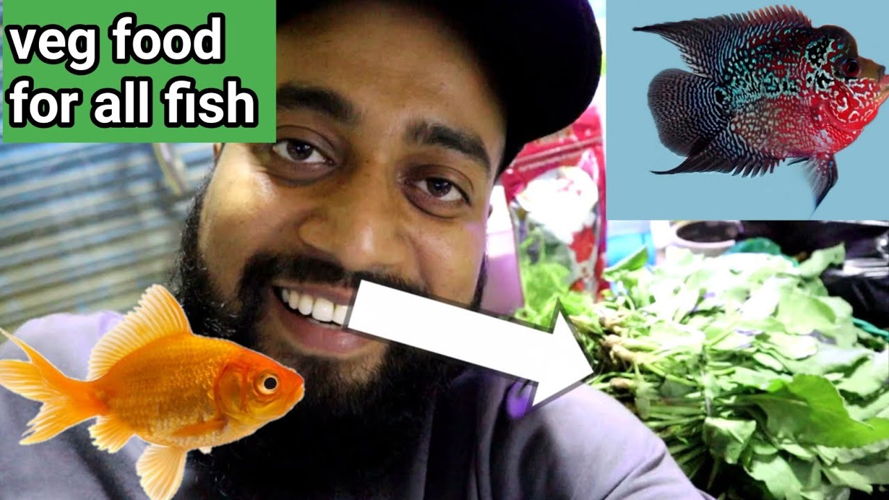 Home made fish food spinach vegetable पालक भाजी free food - YouTube