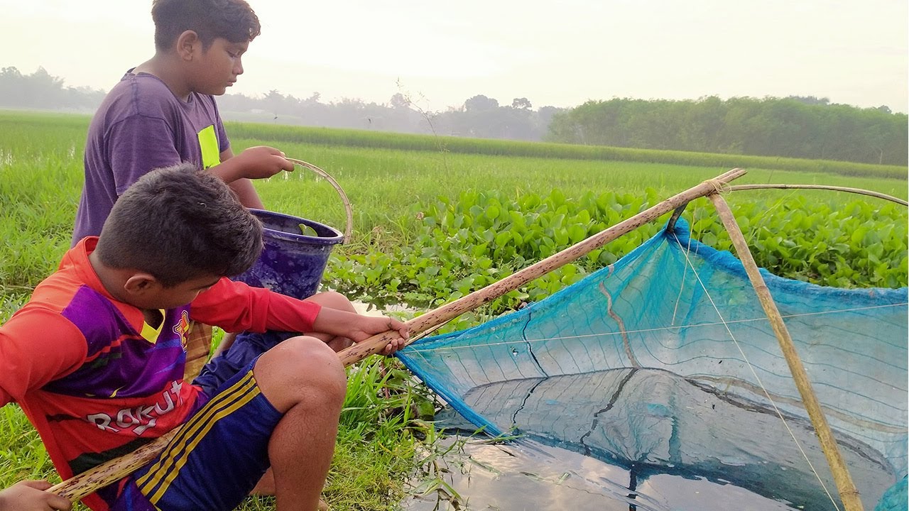 Village Boys Fishing With Net Catching Fish Video. - YouTube