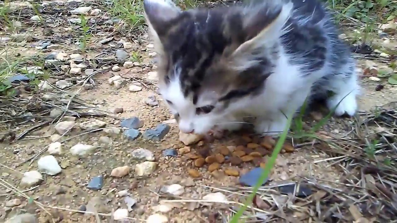 Abandoned Kitten, Someone Dumped another kitten in the woods. Cat - YouTube
