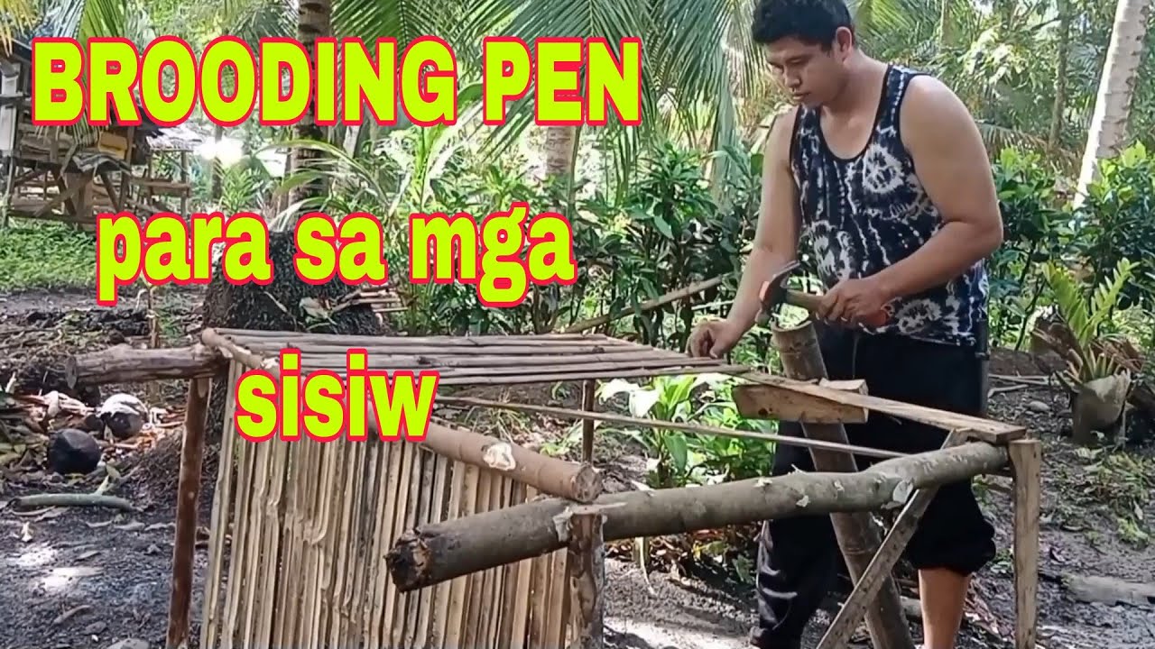 BROODING PEN, PARA SA BAGONG PISA NA SISIW. - YouTube