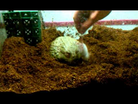 african bullfrog eats mouse - YouTube