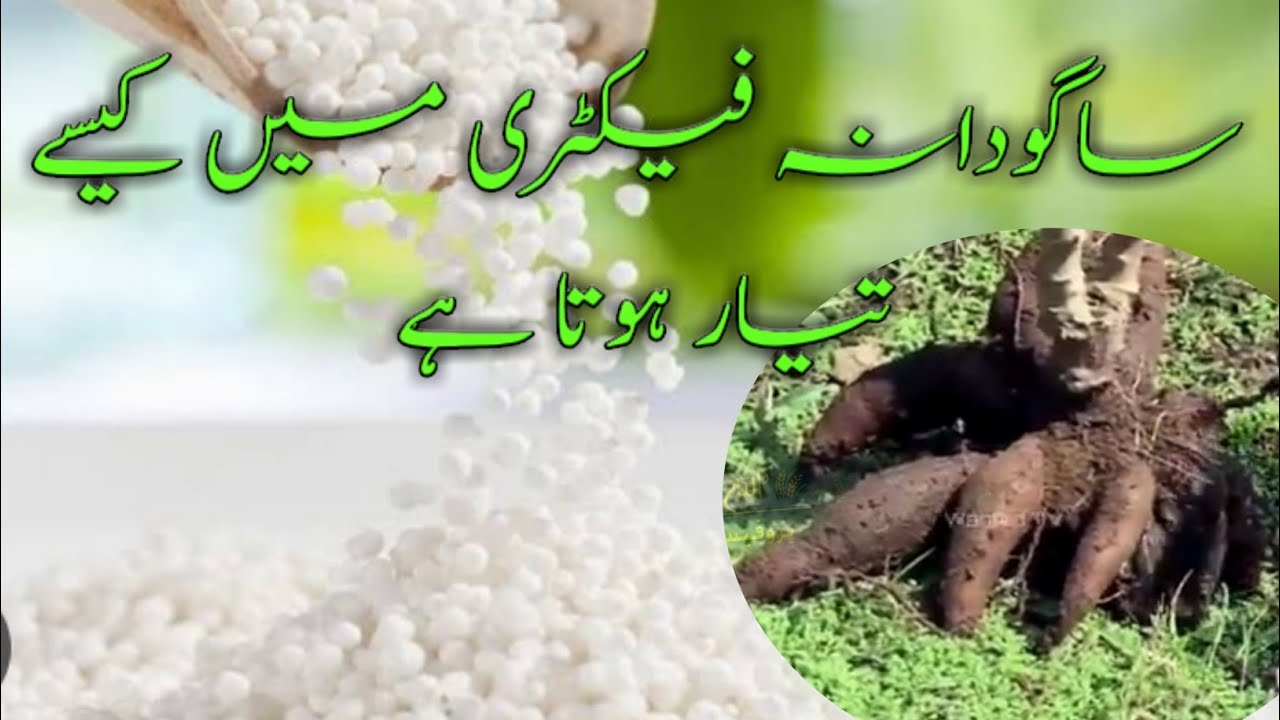 Sabudana making process/ساگودانہ/sago plam - YouTube