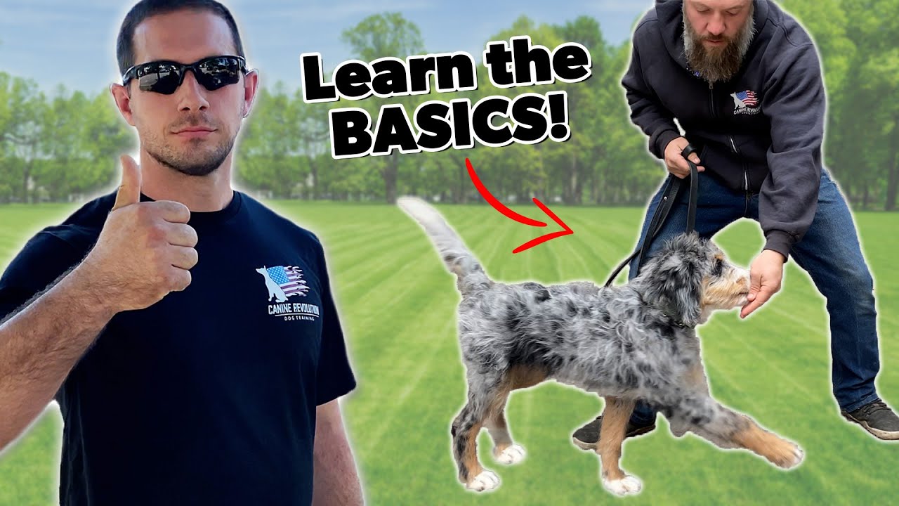 Learn the Dog Training Basics! - YouTube