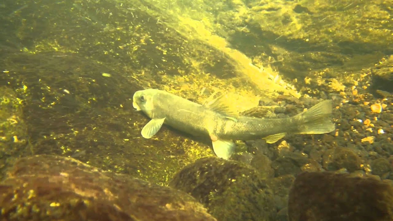 Santa Ana sucker (Catostomus santaanae) - YouTube
