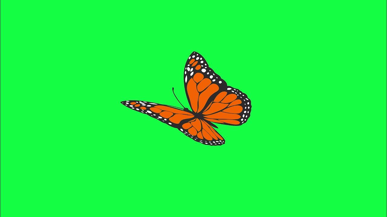 Flying Butterfly Animation Loop. Green Screen Effect. - YouTube