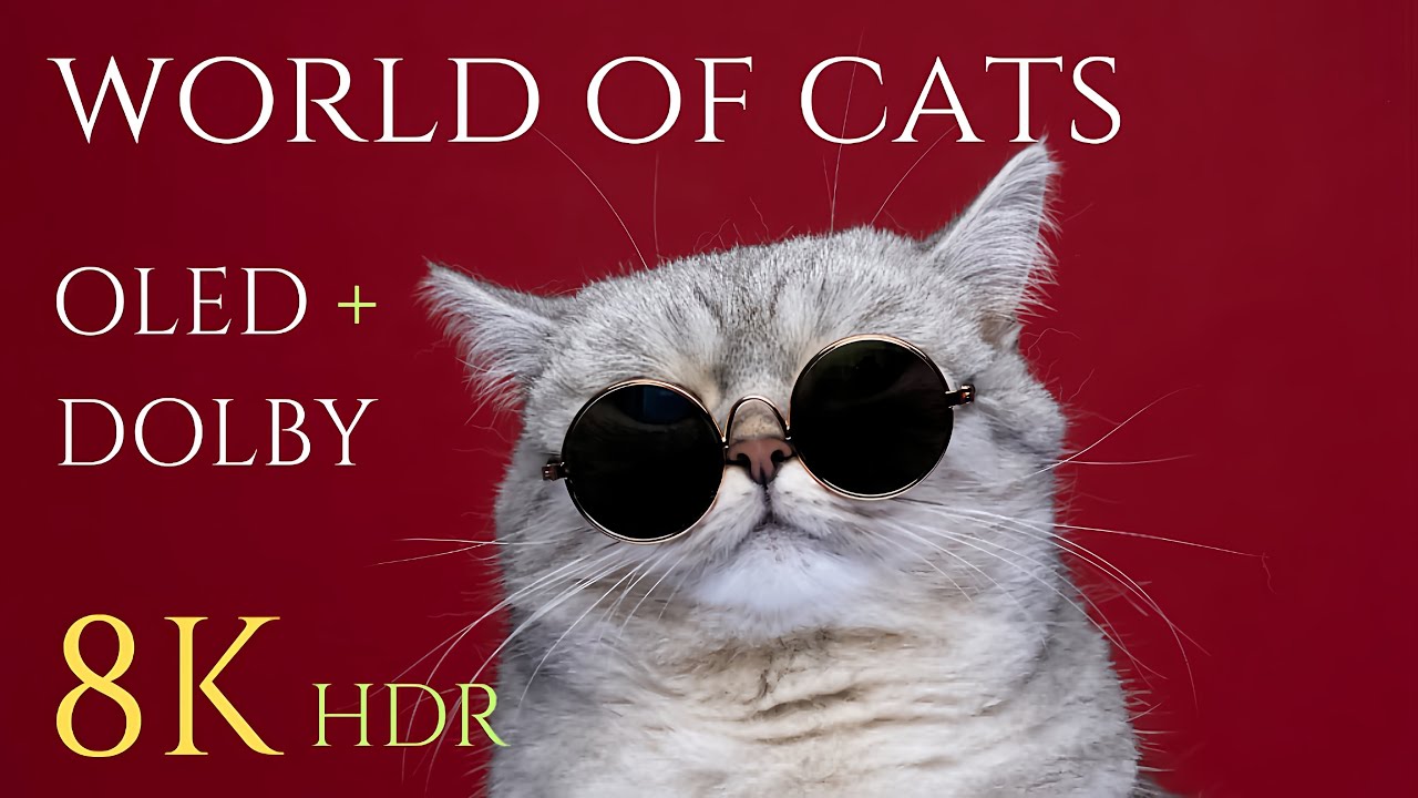 The Wonderful World Of Cats 🐈 8K Resolution Quality.. - YouTube