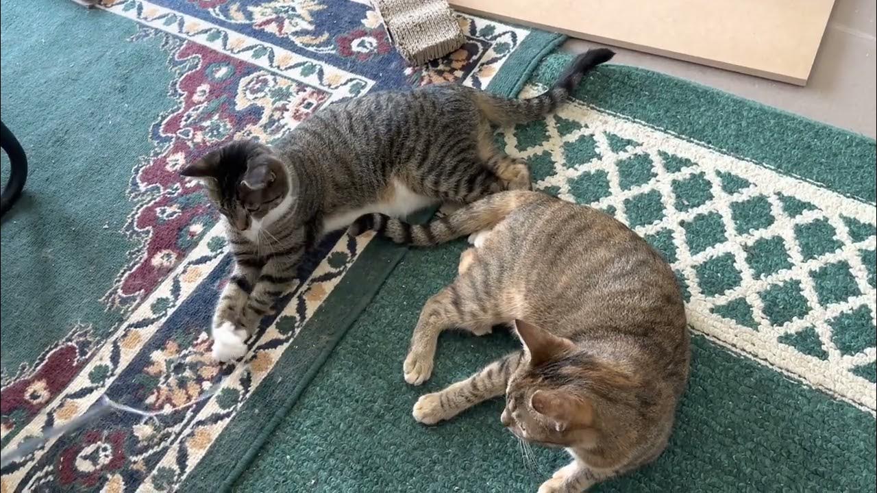 Cats playing with string - YouTube