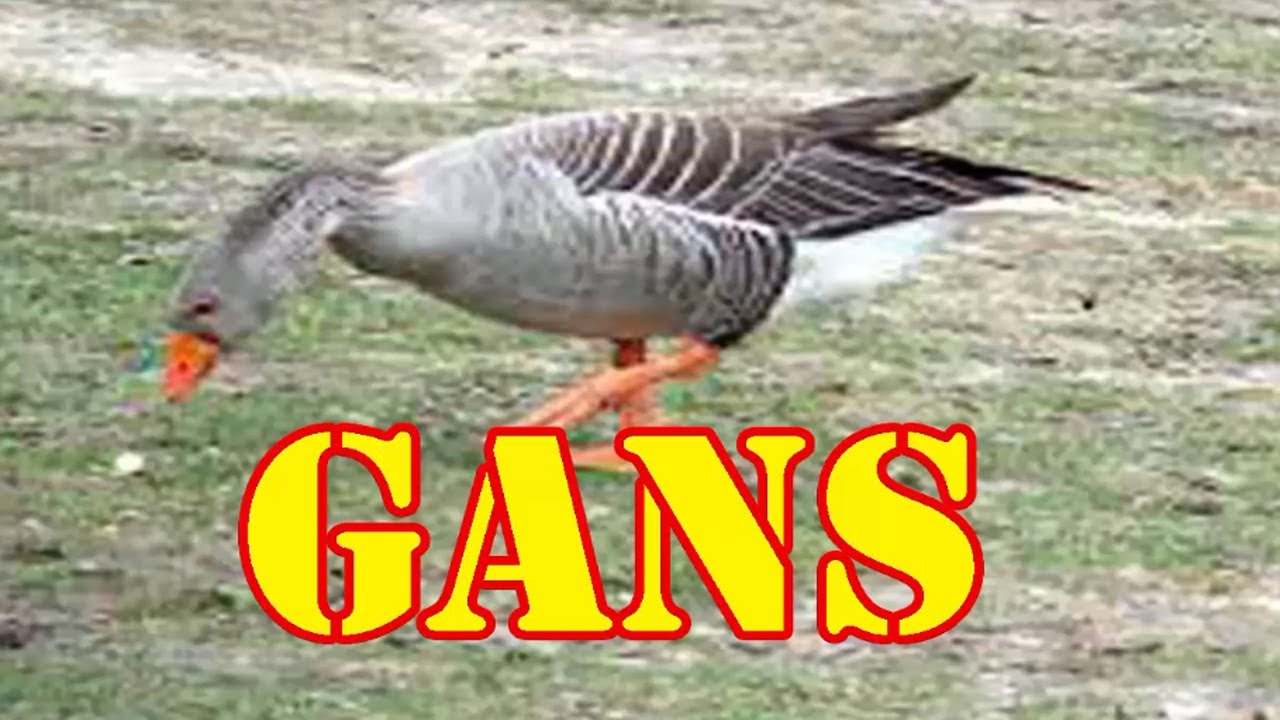 Dreaming of Geese? Discover the Surprising Meanings Behind These Dreams ...