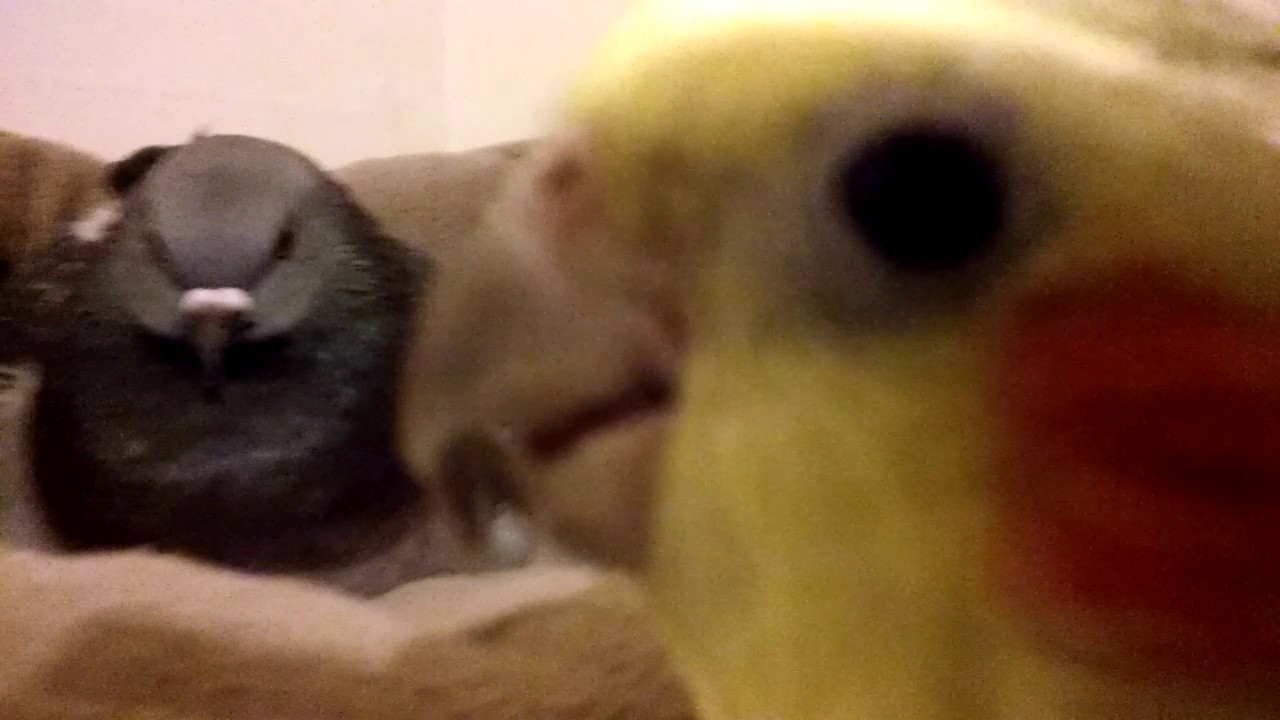 BIRD FIGHT Cockatiel vs. Pigeon 🐦vs🦜 - YouTube