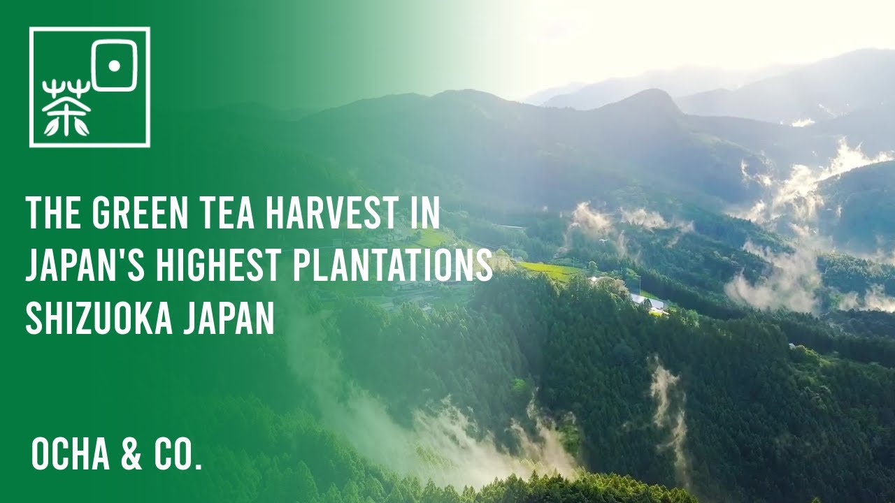 Japanese Tea Farm: First Flush Harvest and Processing in Japan's ...
