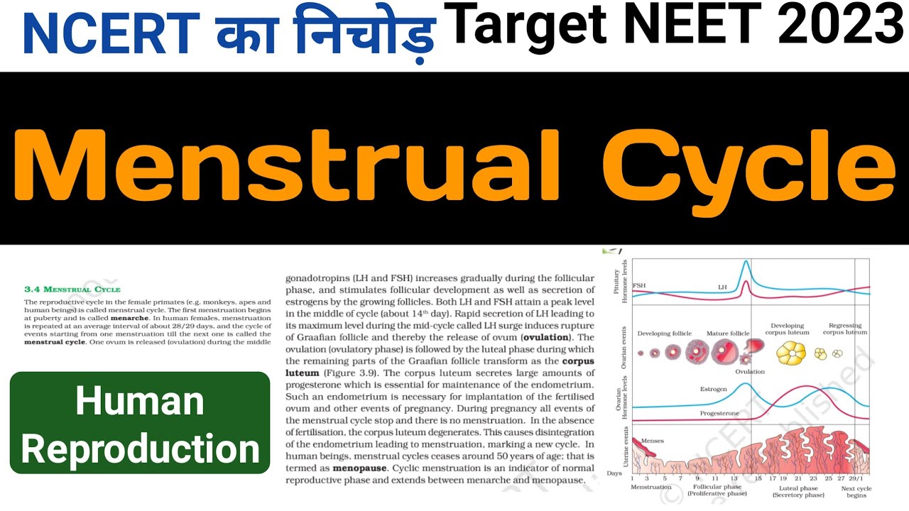 Menstrual Cycle Class 12 | Human Reproduction Biology NCERT Line to ...