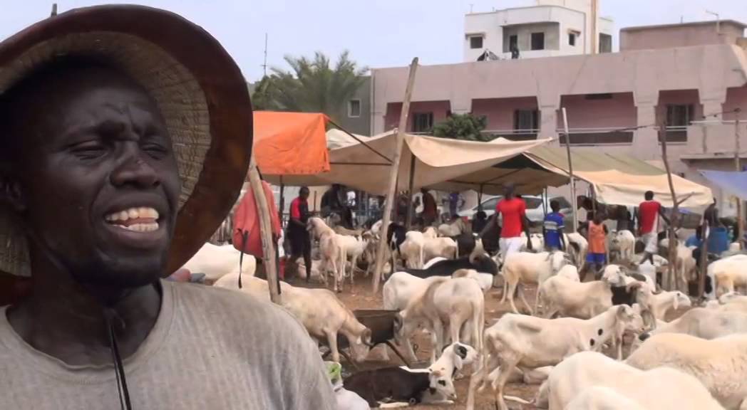 SENEGAL-TABASKI-Moutons - YouTube