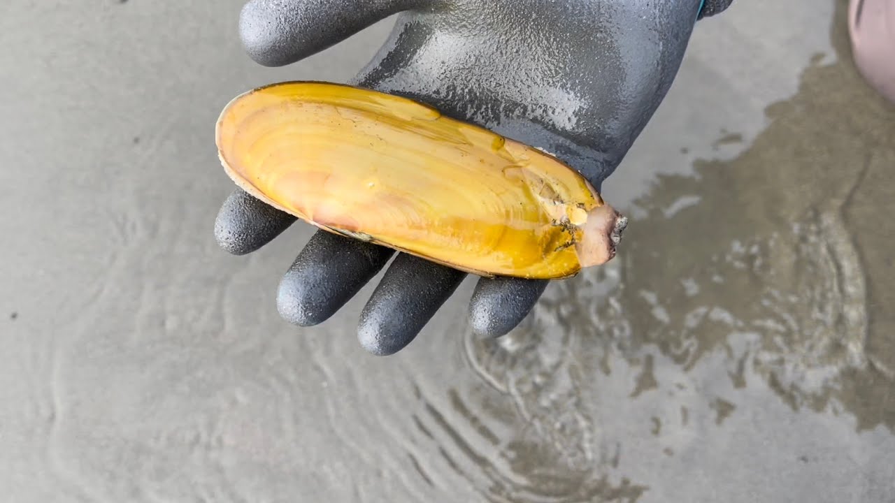 1st Razor Clamming in 2nd half of 2022 at Twin Harbors beach WA. and my ...