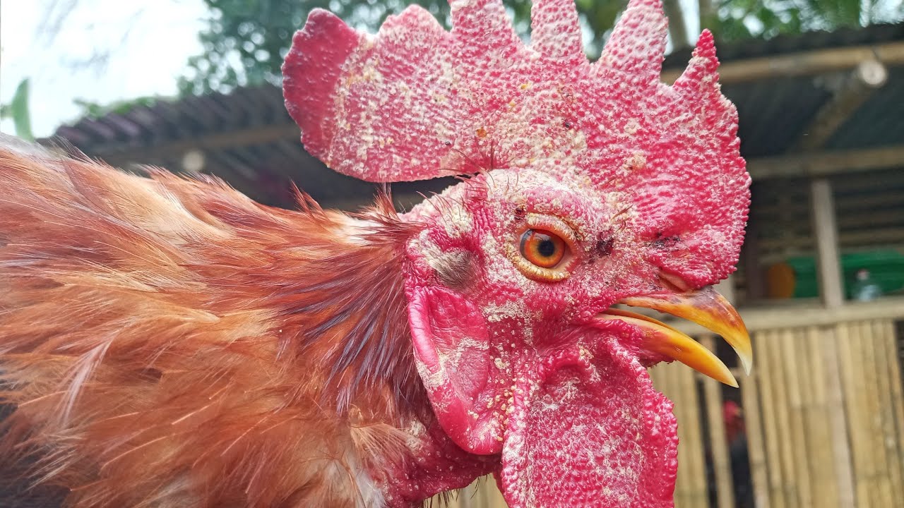 KUMAKALAT NA PUTI, BUNI, KABUYAW, BALAKUBAK SA MANOK | FREE-RANGE ...