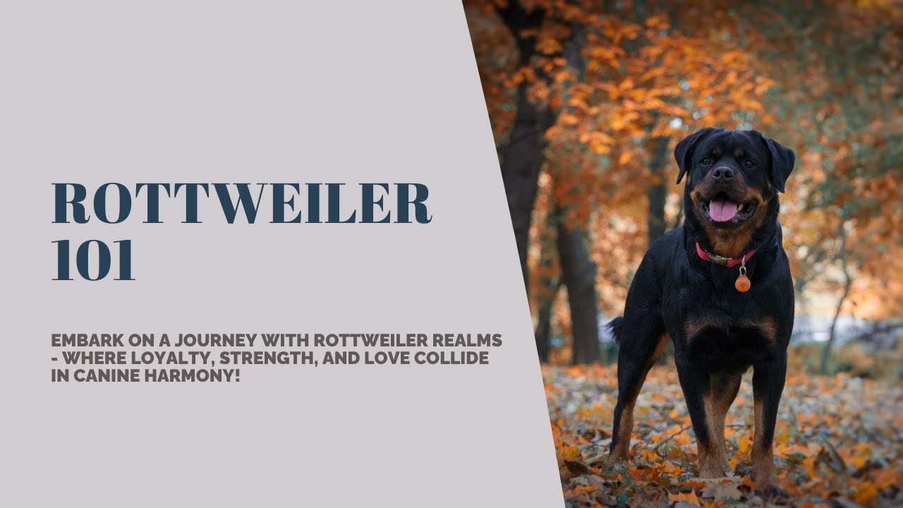 Rottweiler 101: Nurturing Bonds, Unleashing Strength, and Celebrating ...