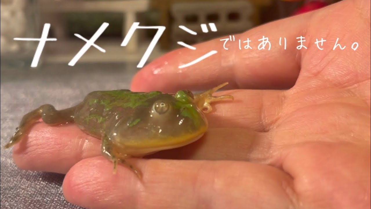タピオカの目を持つカエルがやってきました ️ Here comes a frog with tapioca-like eyes. - YouTube
