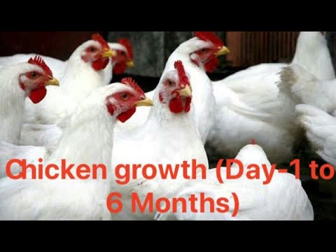 Chicken growth (Day-1 to 6 Months) Chicken Facts - YouTube