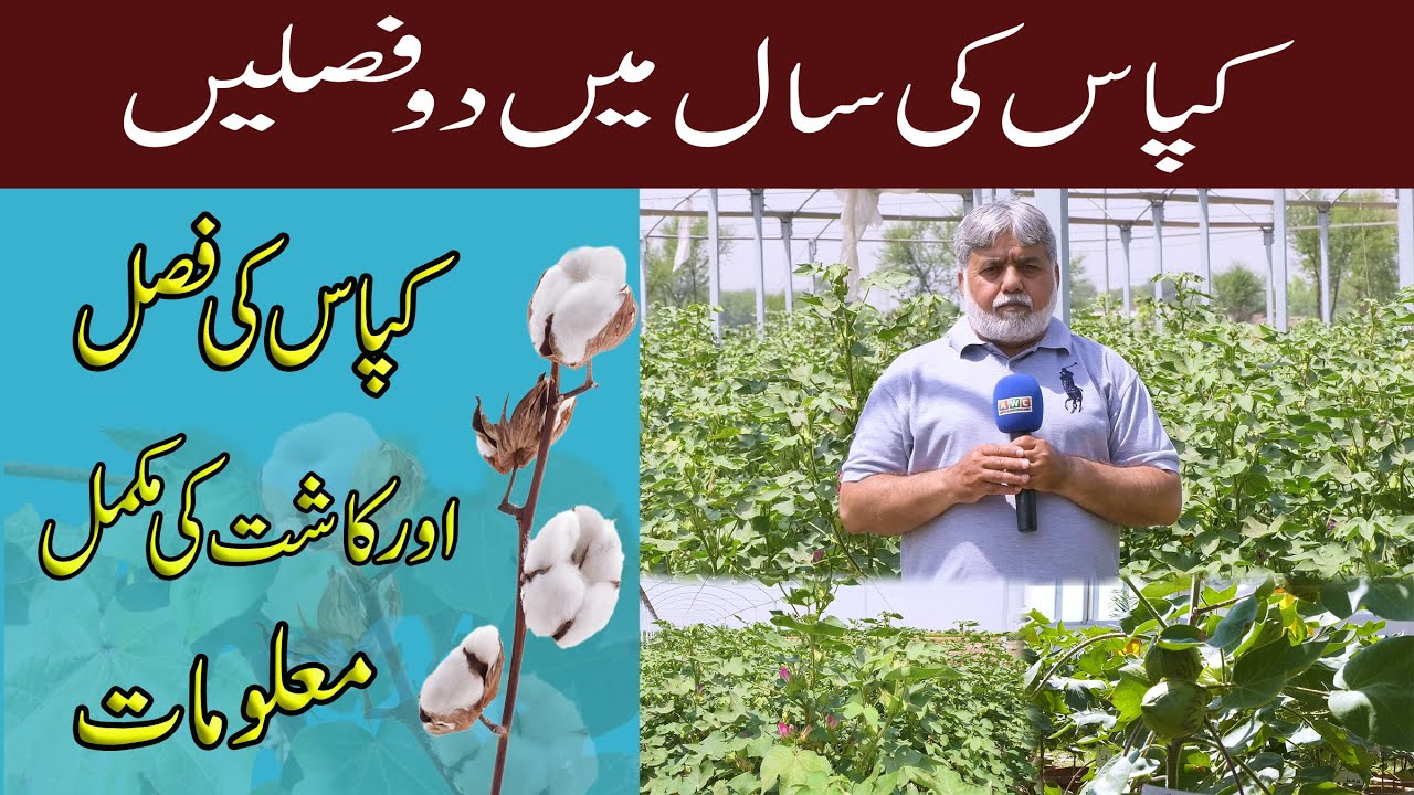 Kapas ki Paidavar Barhayen | How to Get Better Cotton Production in ...