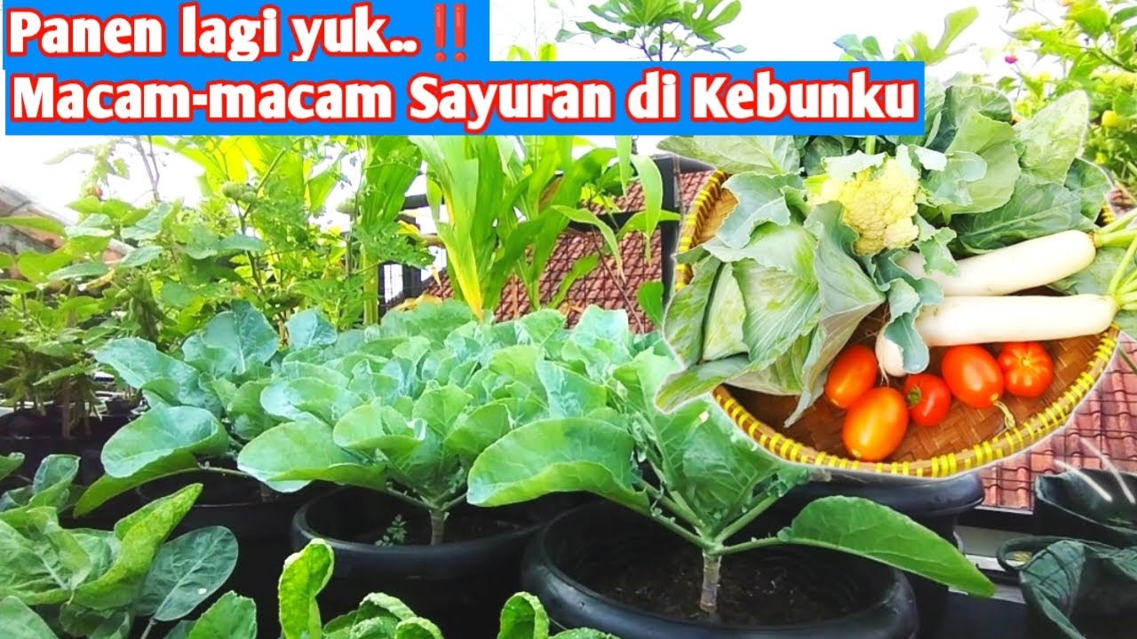 PANEN LAGI YUK MACAM-MACAM SAYURAN DI KEBUNKU - YouTube
