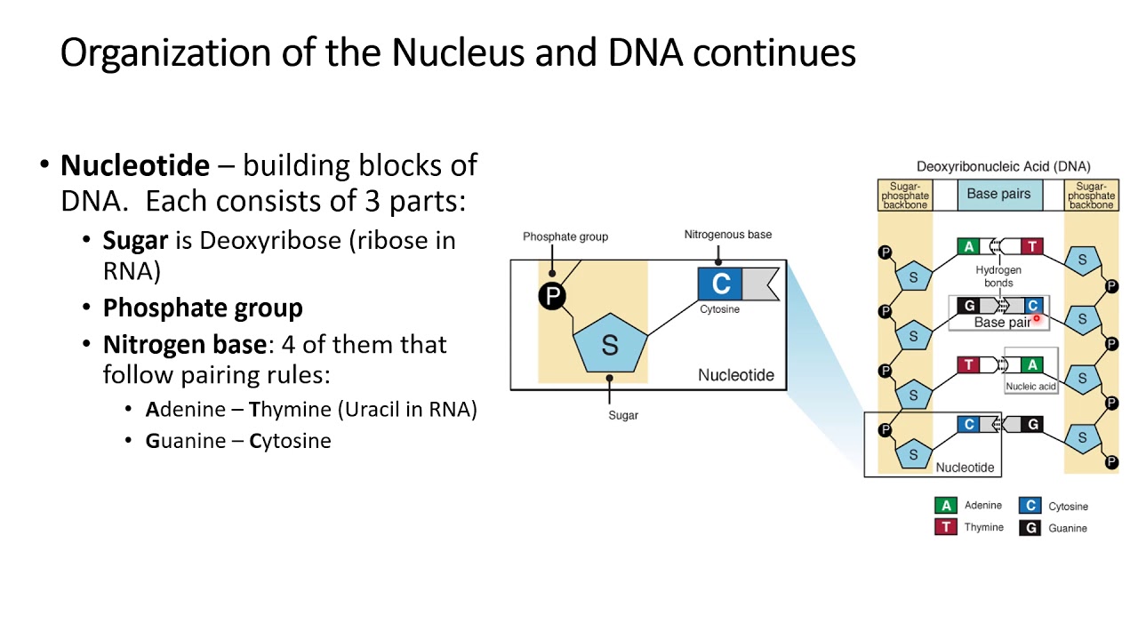 Chapter 3D Organization of the Nucleus and DNA Replication - YouTube