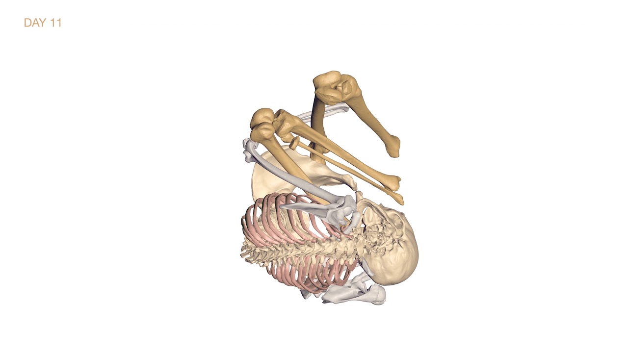 Disarticulation of the Human Skeleton - an archaeological experiment ...