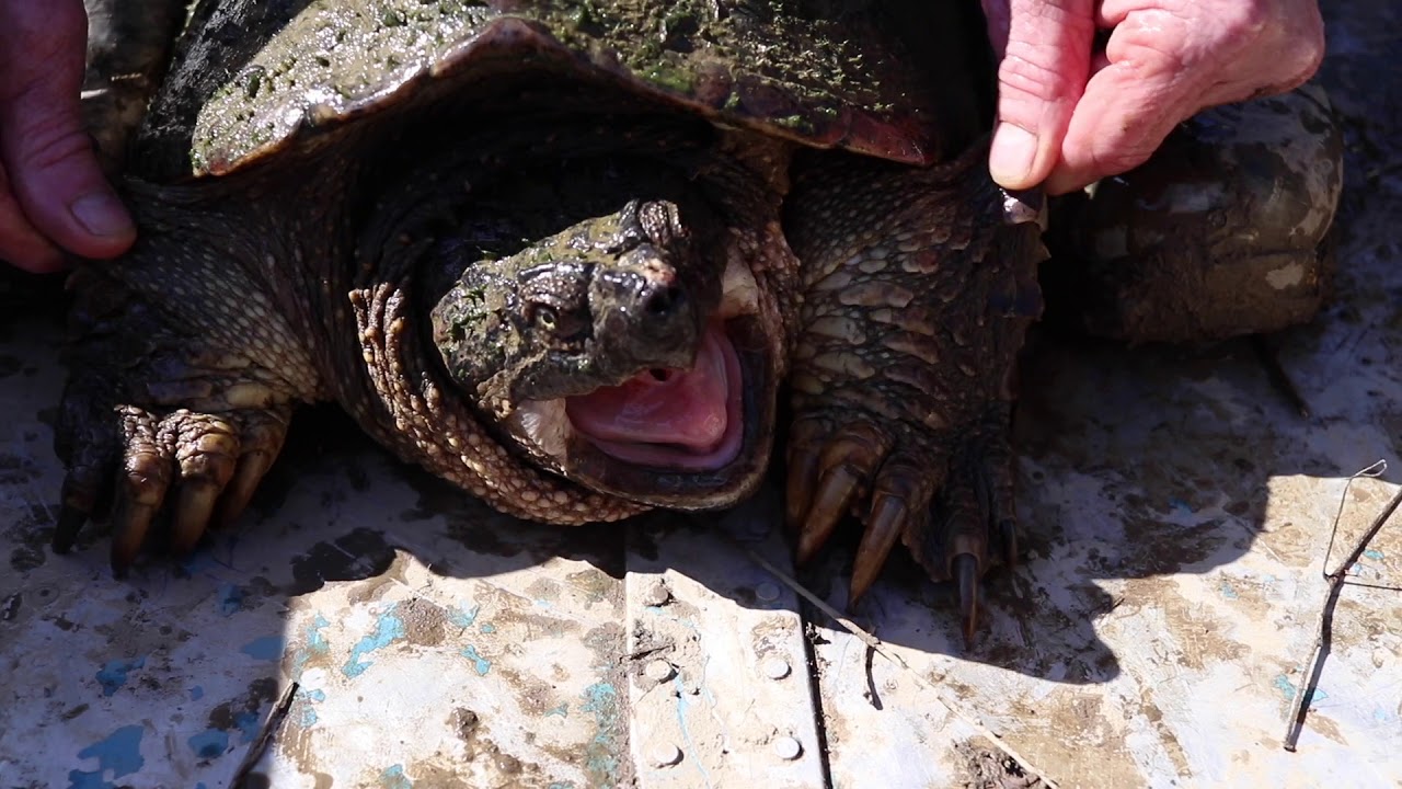 The Redneck Turtle Catcher (Episode 1) - YouTube