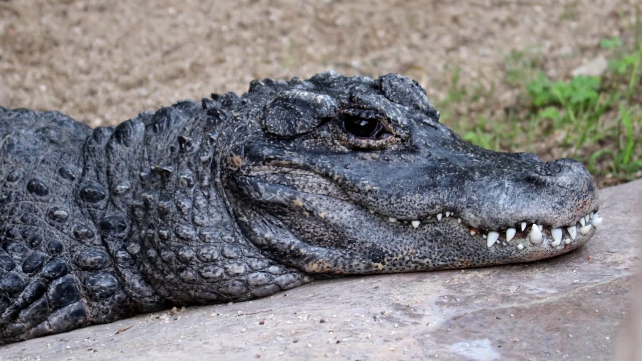 WILD ANIMALS 4K IN THE ZOO - YouTube