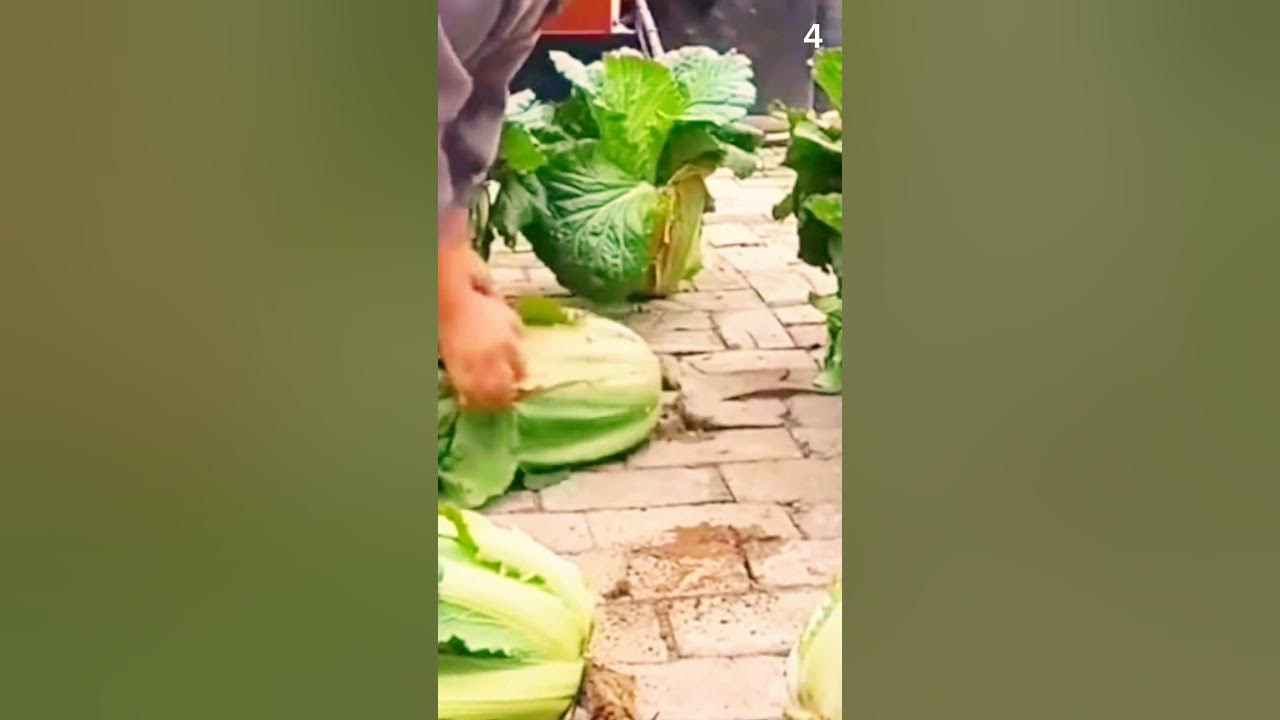 Teknik Cerdas Petani Panen Sayuran Segar #Shorts - YouTube