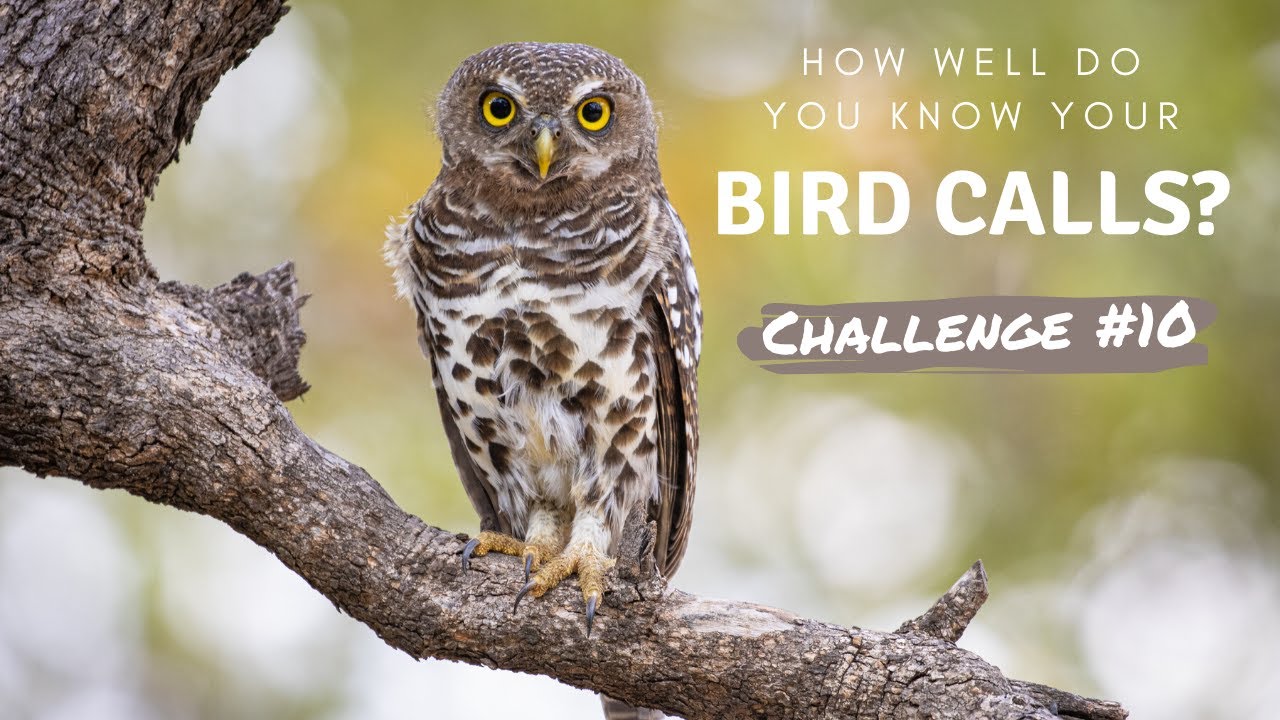 How Well Do You Know Your Bird Calls Challenge No 10 YouTube how-well-do-you-know-your-bird-calls-challenge-no-10-youtube